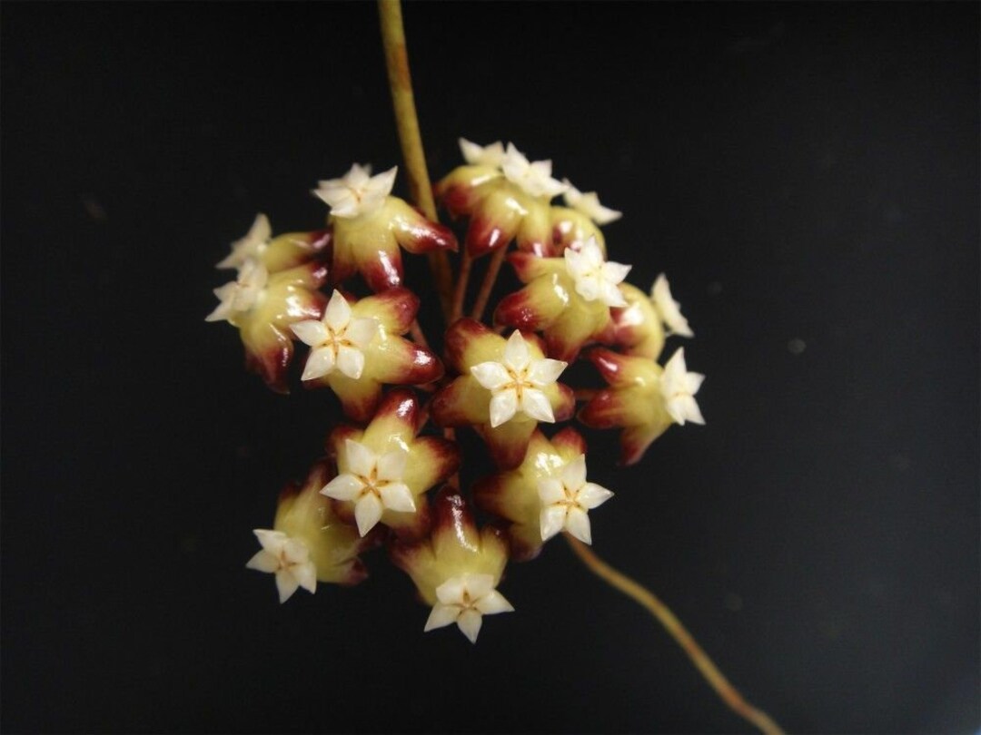 Hoya Callistophylla - Etsy