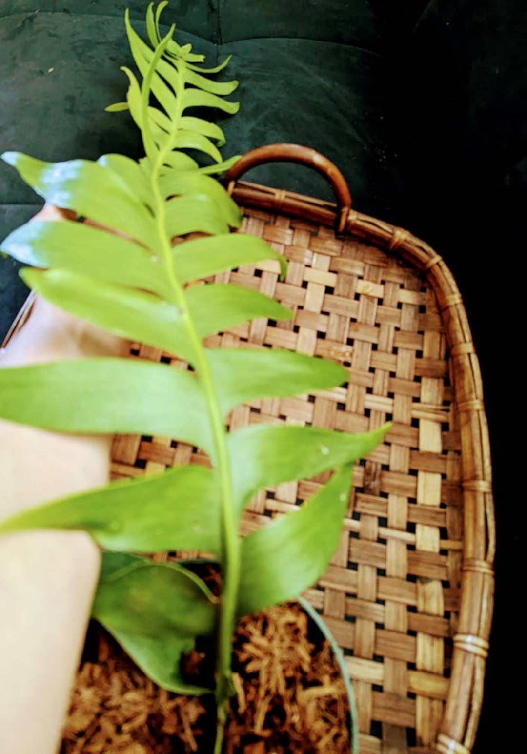 Unusual Fern Cactus - Shark Tooth Cactus - 'selenicereus Chrysocardium ...