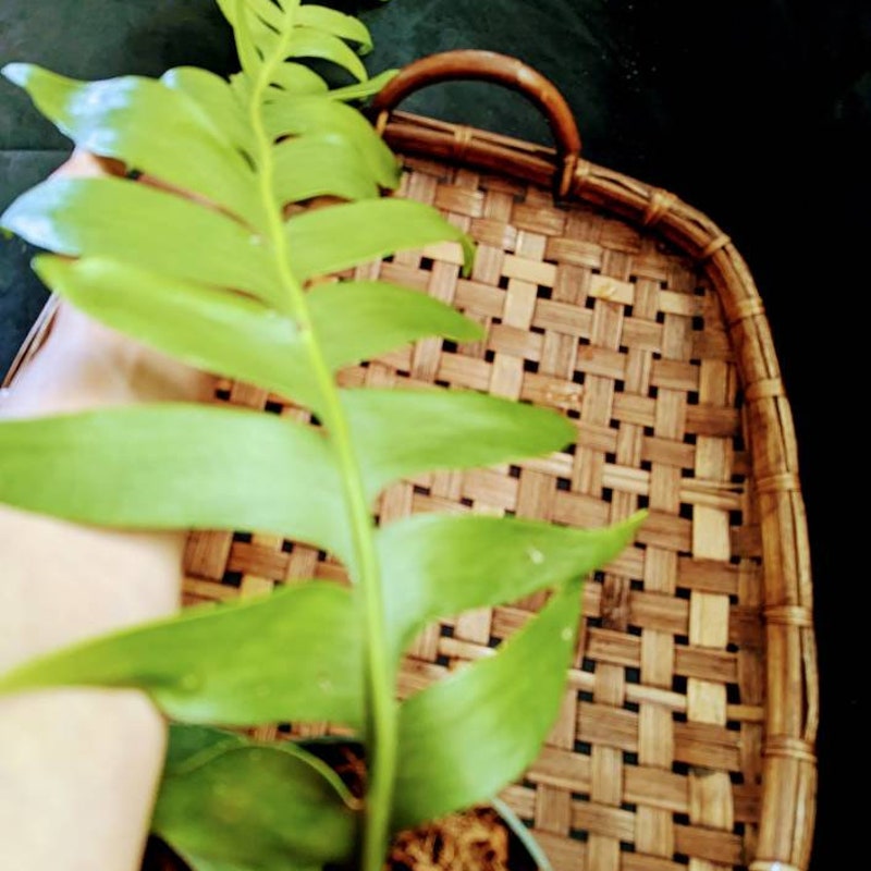 Fern Leaf Cactus - Etsy