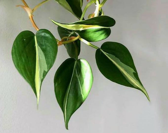 Variegated Spiral Ginger Costus Speciosus - Etsy