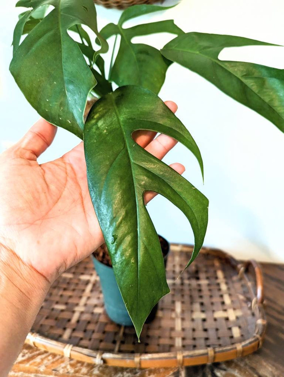 Epipremnum Pinnatum - Etsy