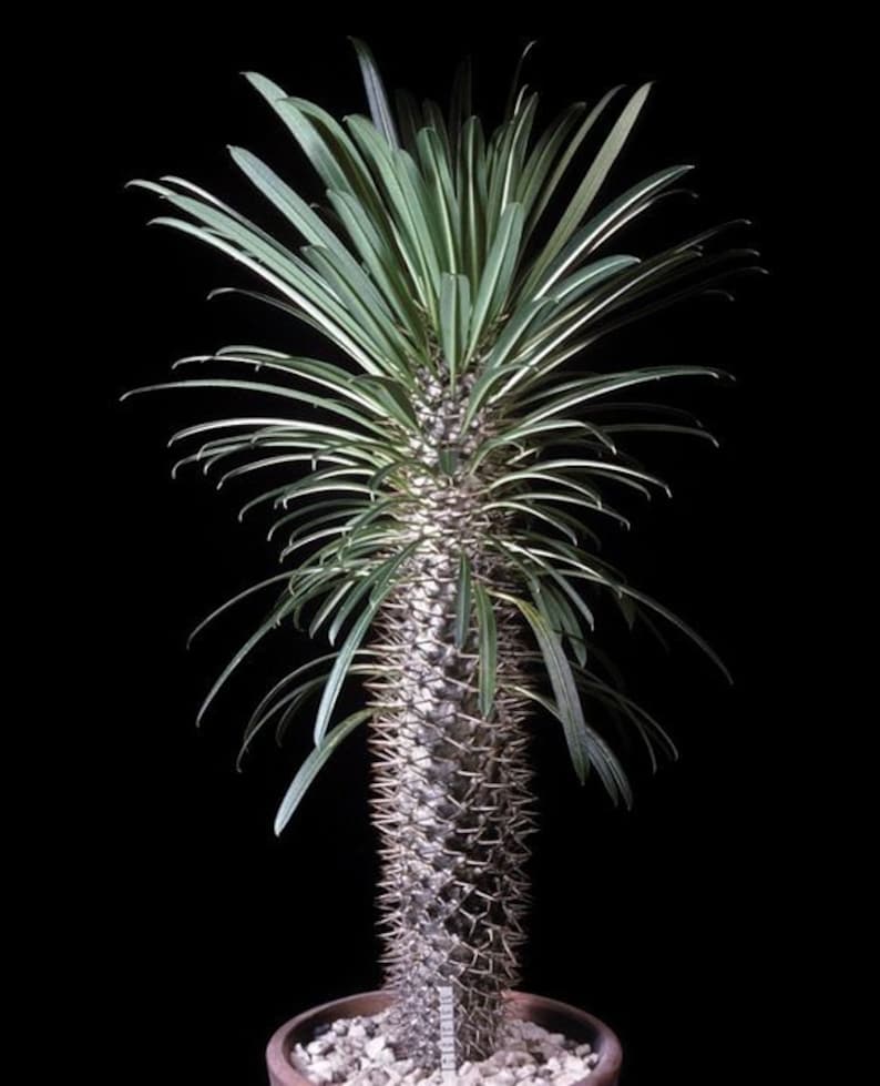 Pachypodium Lamerei - "madagascar Palm" - Etsy