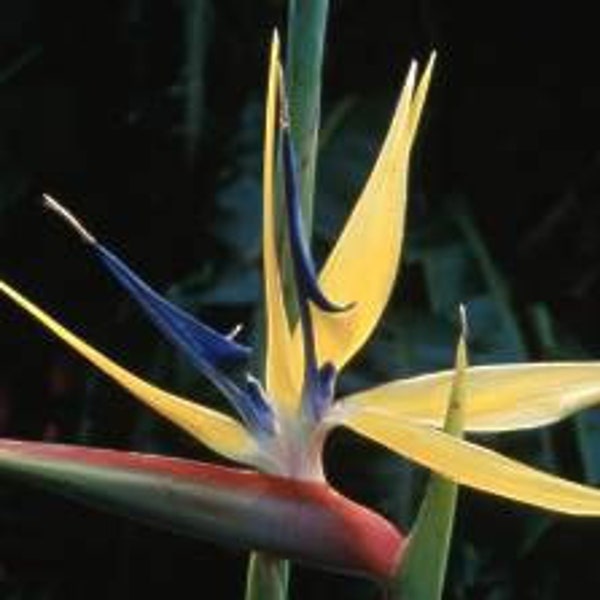 Strelitzia - Etsy