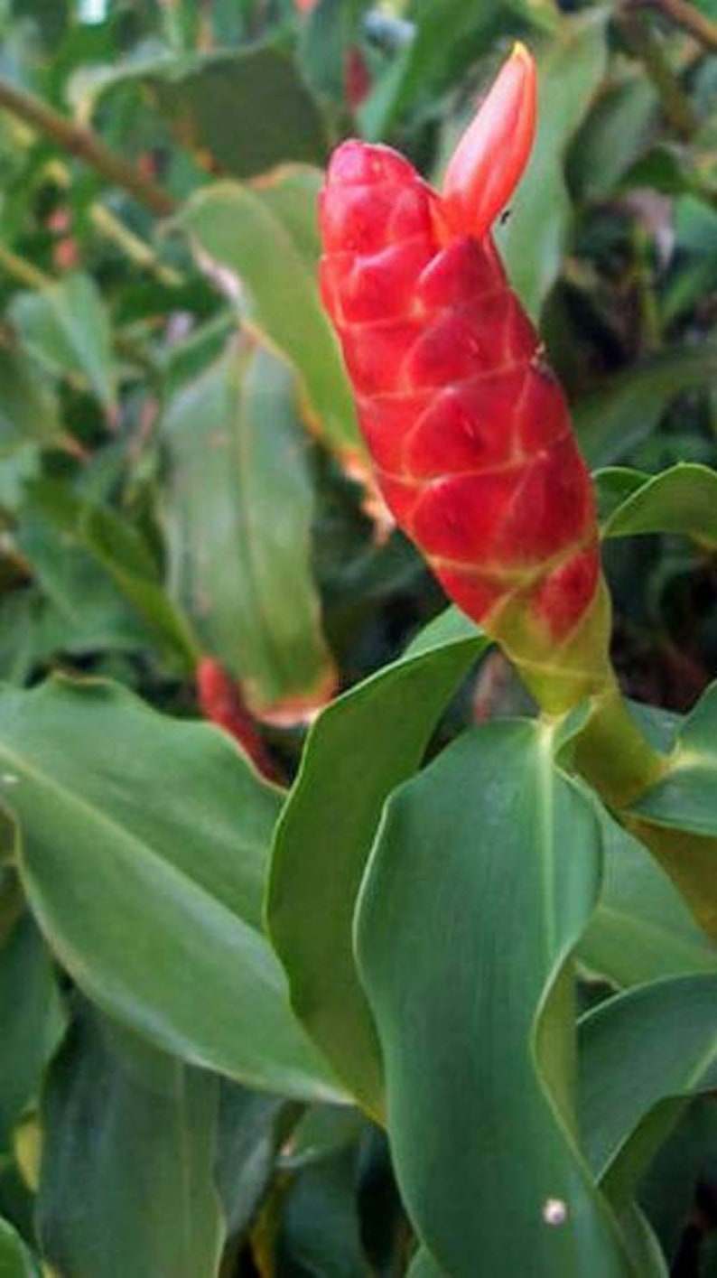 Costus Woodsonii Red Button Ginger | Etsy