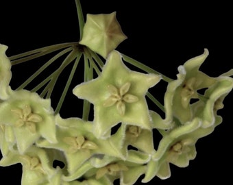 Hoya Filiformis Aka Chlorantha exact Plant - Etsy