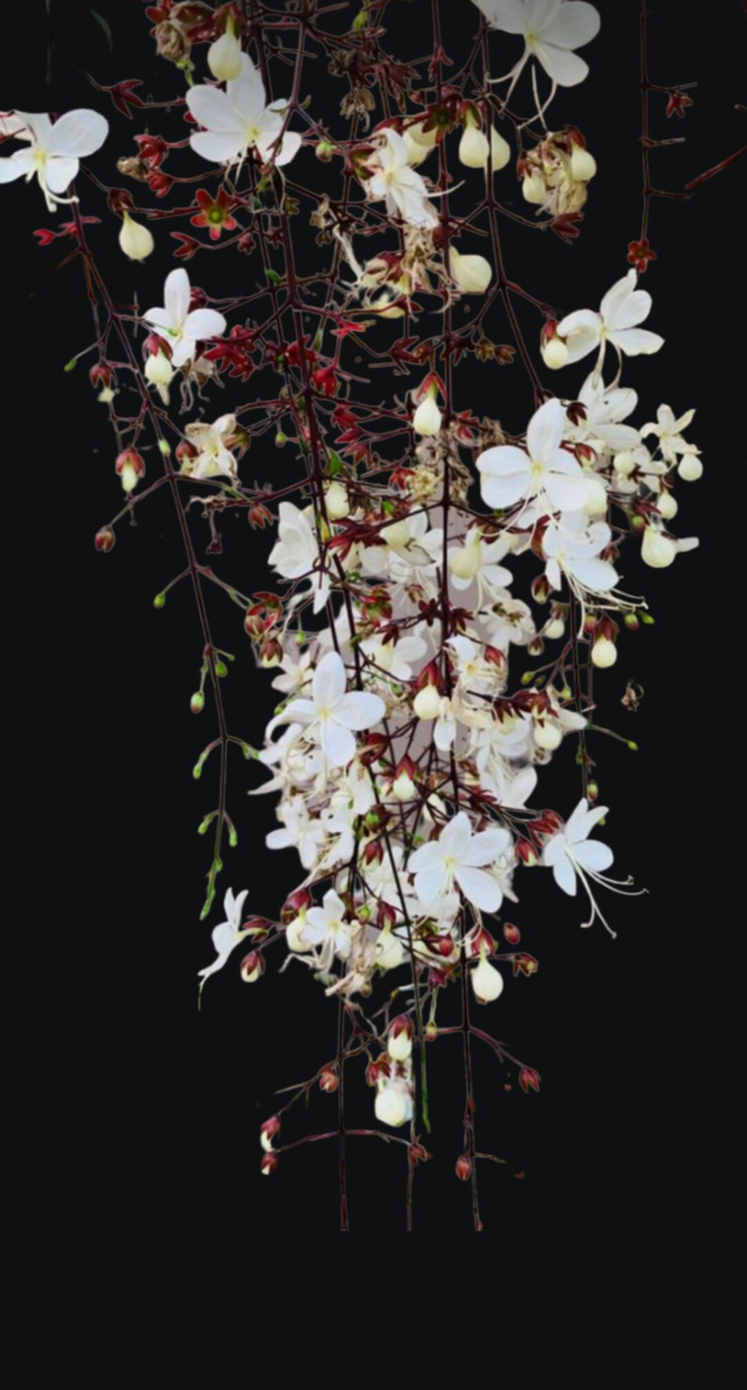 RARE Clerodendrum Smithianum 'chains of Glory' - Etsy