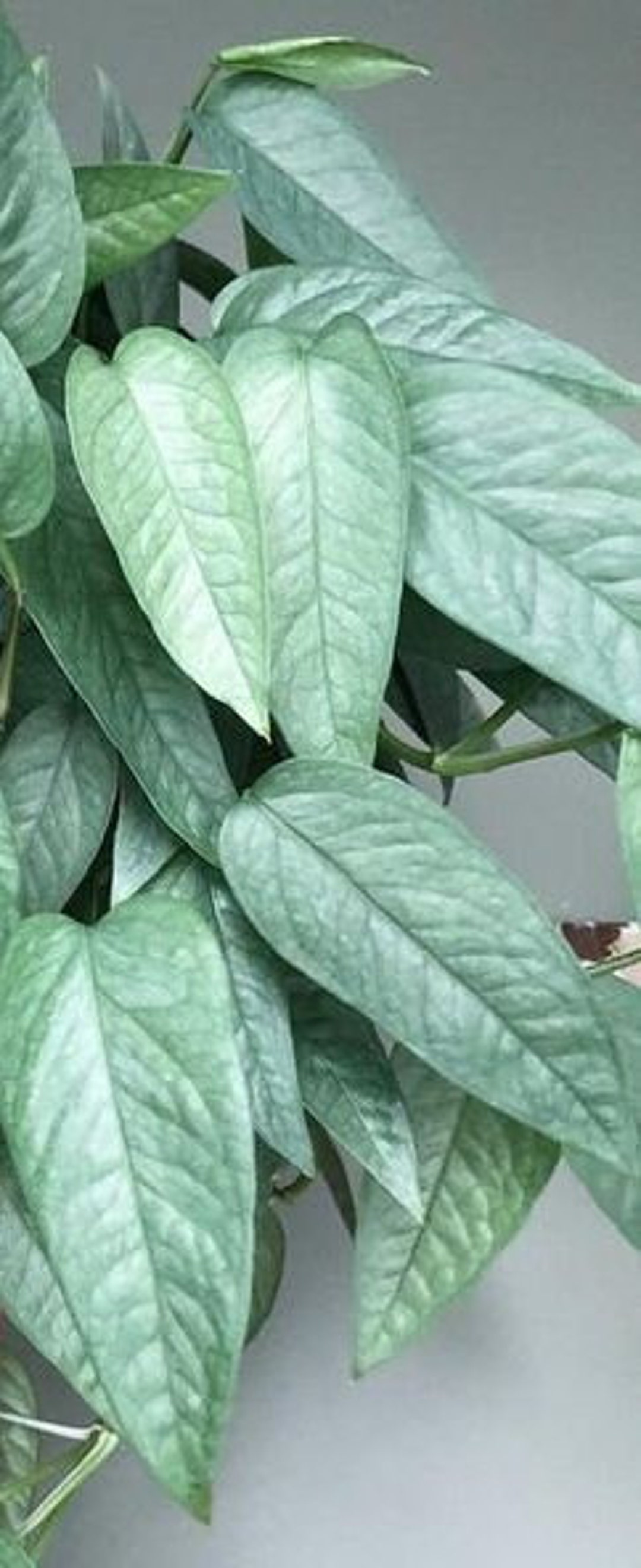 Cebu Blue Pothos - Unusual Epipremnum Pinnatum - Etsy