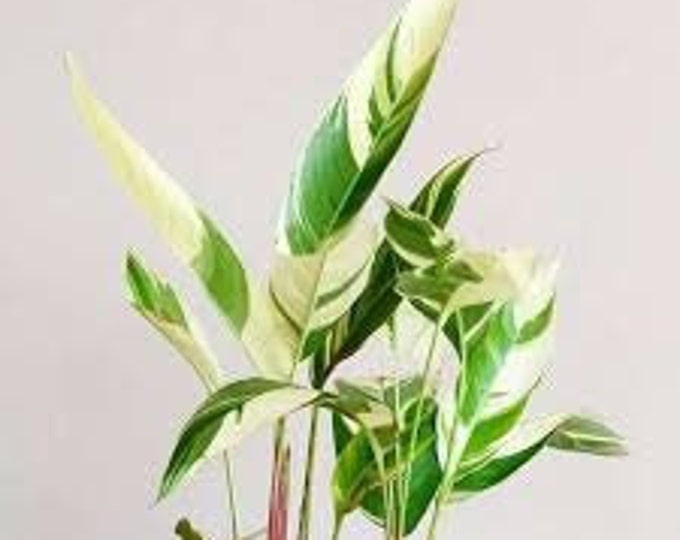 Variegated Heliconia Psittacorum Candy Cane Live Plant - Etsy