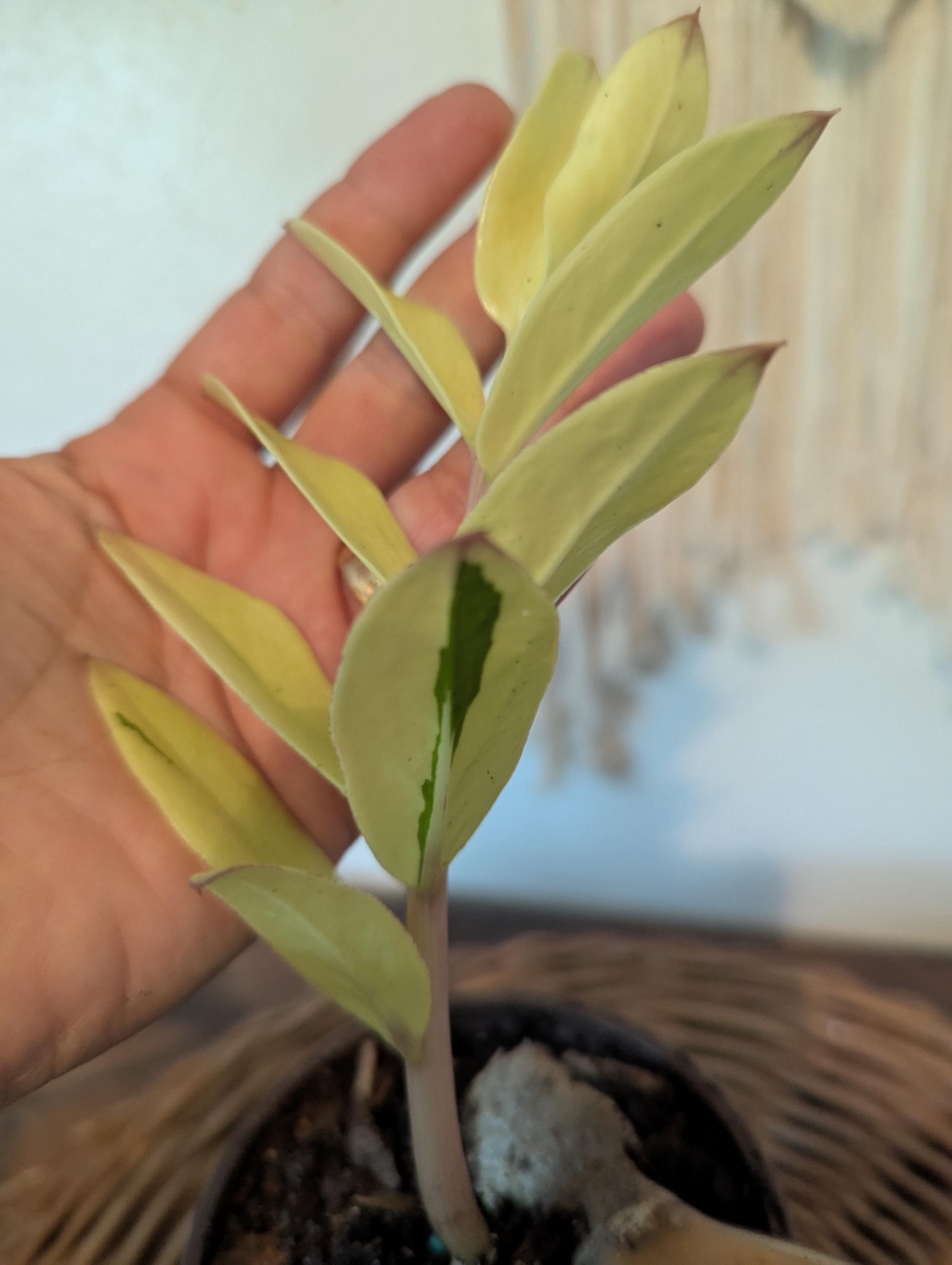 Super Rare ZZ Variegated Half Moon - Zamioculcas Zamiifolia - Large ...