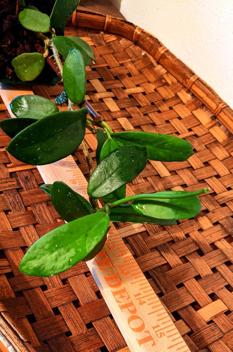 Large Plant Hoya Diversifolia - Etsy