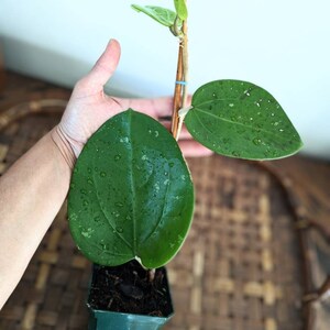 Hoya Latifolia Dinner Plate Hoya - Etsy