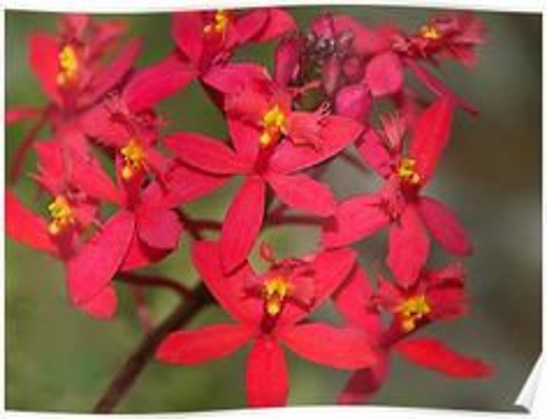 Epidendrum Ibaguense - Red - Etsy
