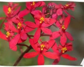Rare Red EPIDENDRUM RADICANS Reed Stem Orchid, 'red Ballerina' Fire ...