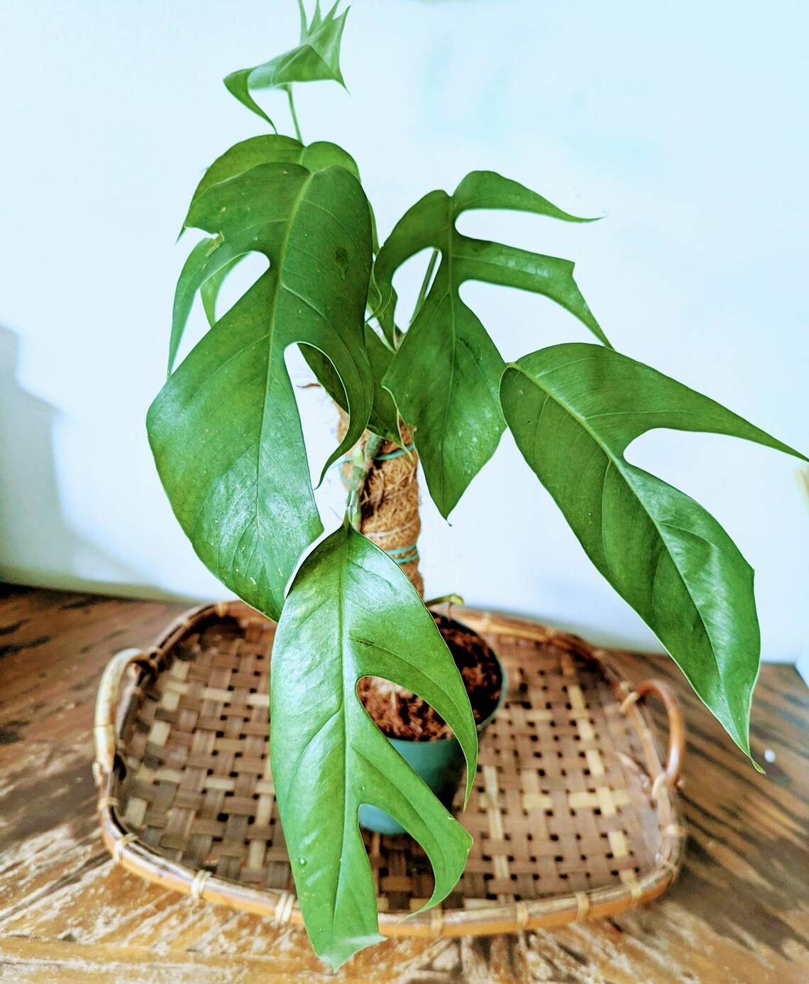 Epipremnum Pinnatum - Etsy