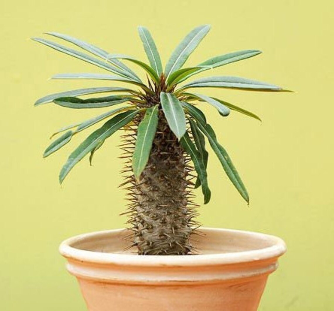 Pachypodium Lamerei madagascar Palm | Etsy