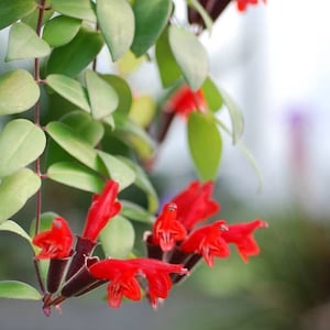 Aeschynanthus Radicans - Lipstick Plant 'monalisa' - Etsy