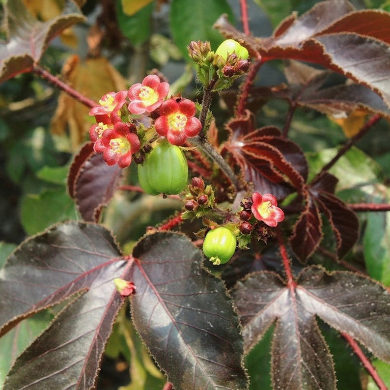 Exotic - Jatropha Gossypiifolia - Bellyache Bush - Etsy