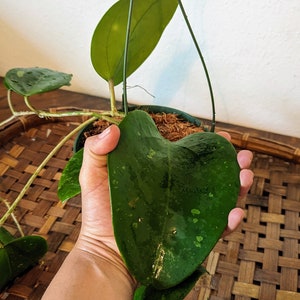 Hoya Latifolia - Dinner Plate Hoya - Etsy