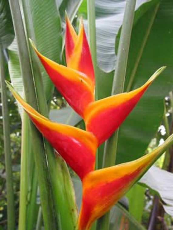 Heliconia Caribaea