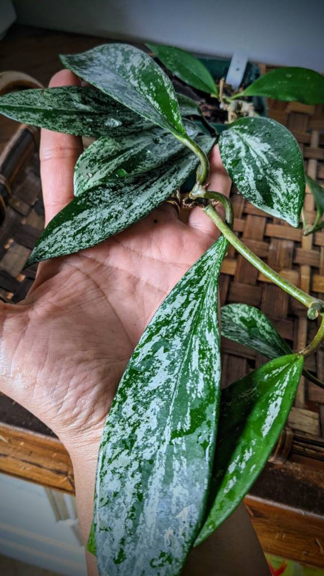 Hoya Pubicalyx Splash - Etsy