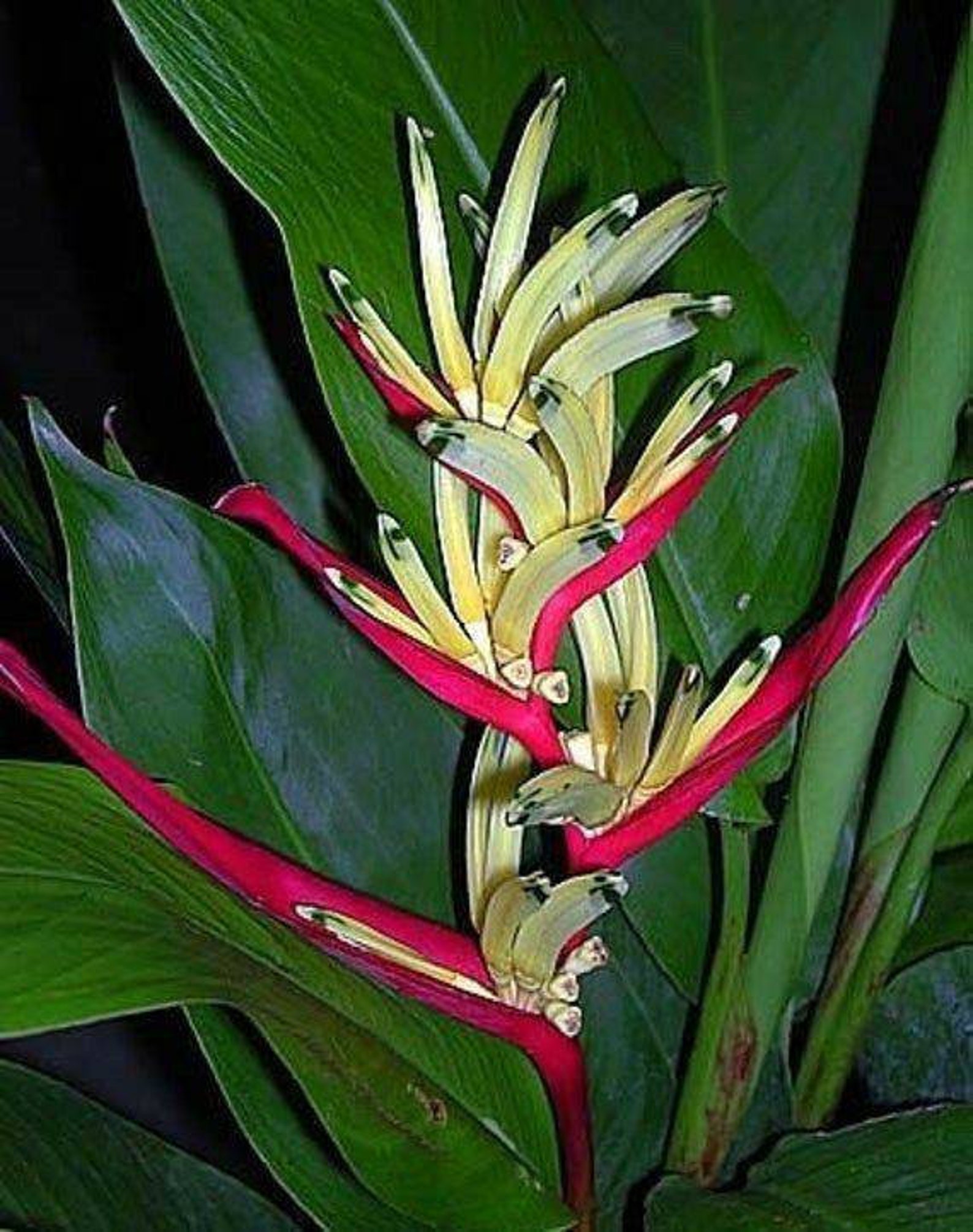 Heliconia Psittacorum 'lady Di' - Etsy