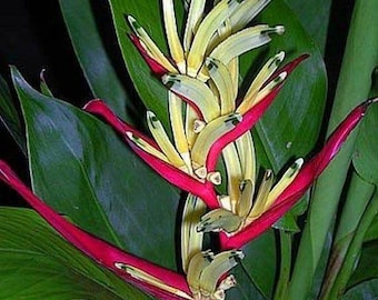 Dwarf Heliconia Lady Di Variegated Parrots Beak Live Rhizome Exotic ...