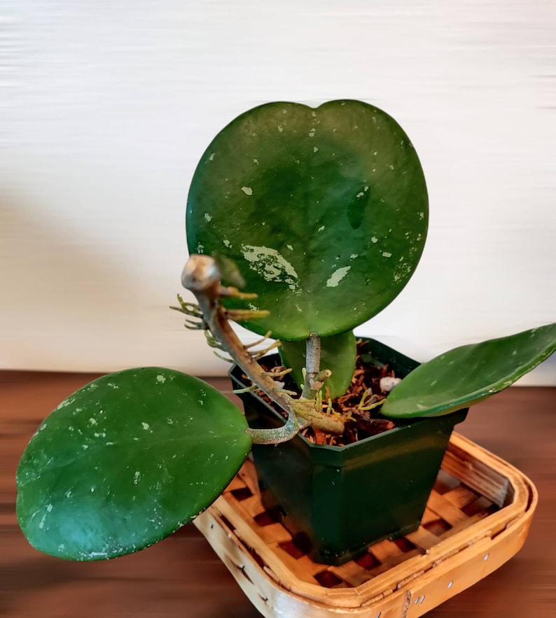 Hoya Obovata Splash - Etsy