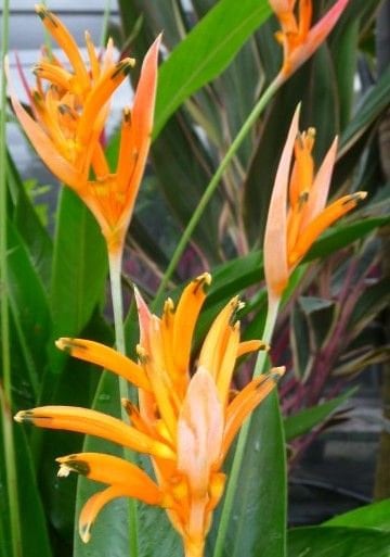 Heliconia Psittacorum - Choconiana - Tree Plants - Etsy