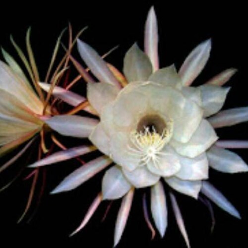 Epiphyllum Oxypetalum 'orchid Cacti' Live Plant | Etsy