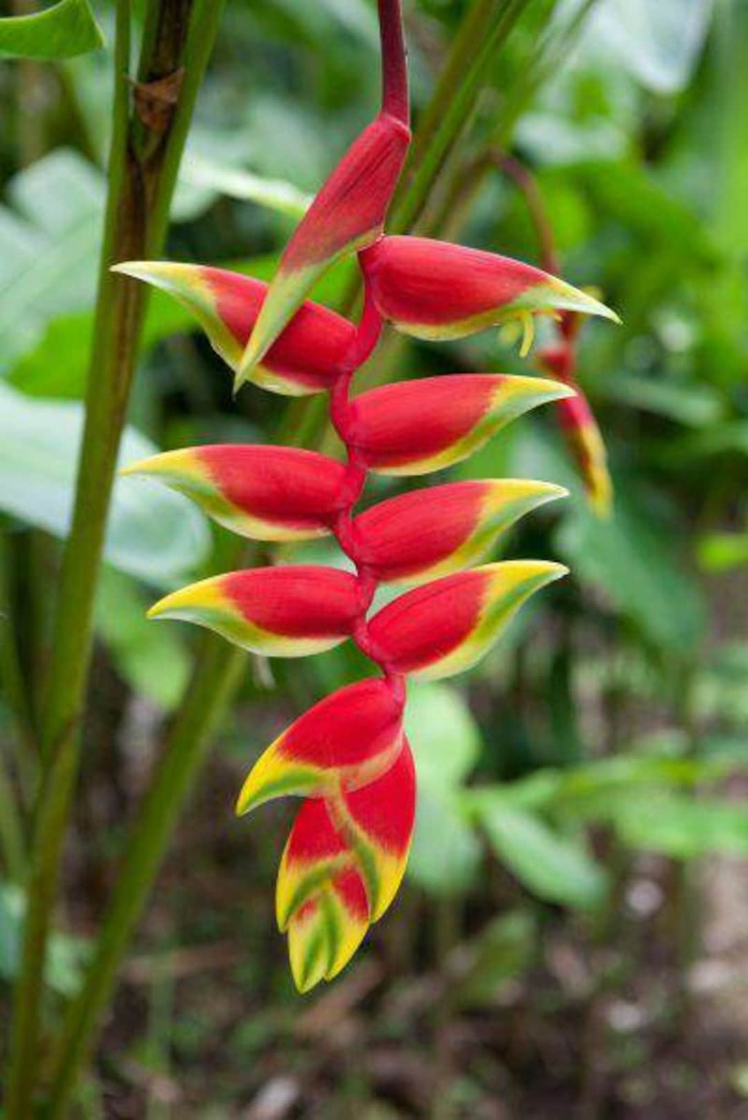 Heliconia Lobster Claw - Etsy