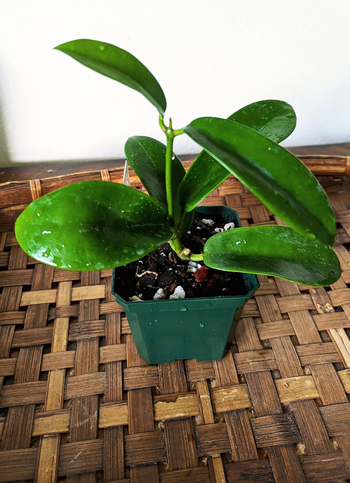 Hoya Meliflua - Etsy