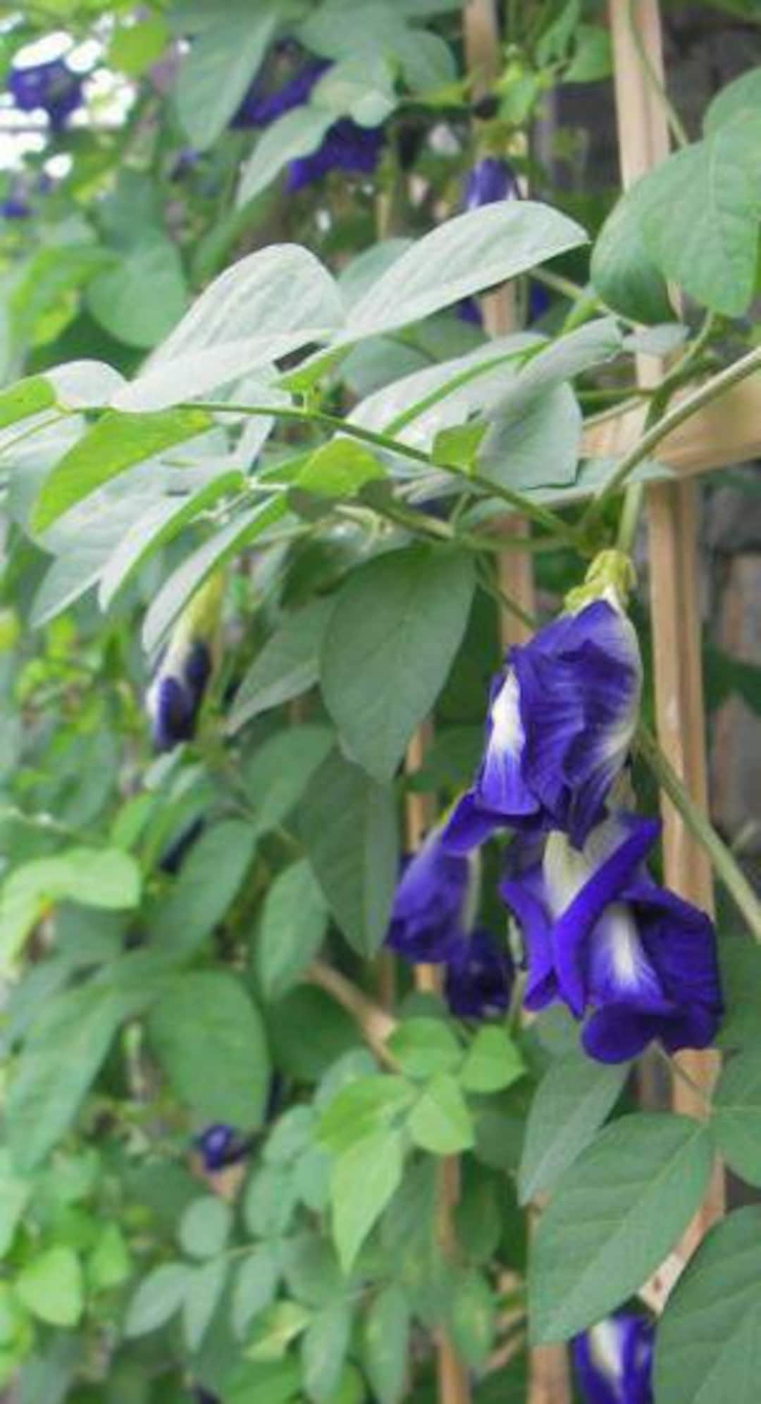 Double-flowering Blue Butterfly Pea - Clitoria Ternatea - Asian ...