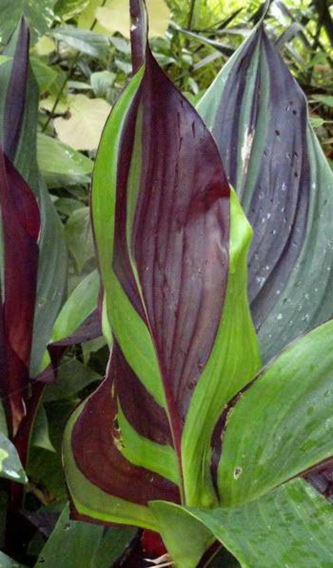 Canna 'cleopatra' - Live Plant - Etsy