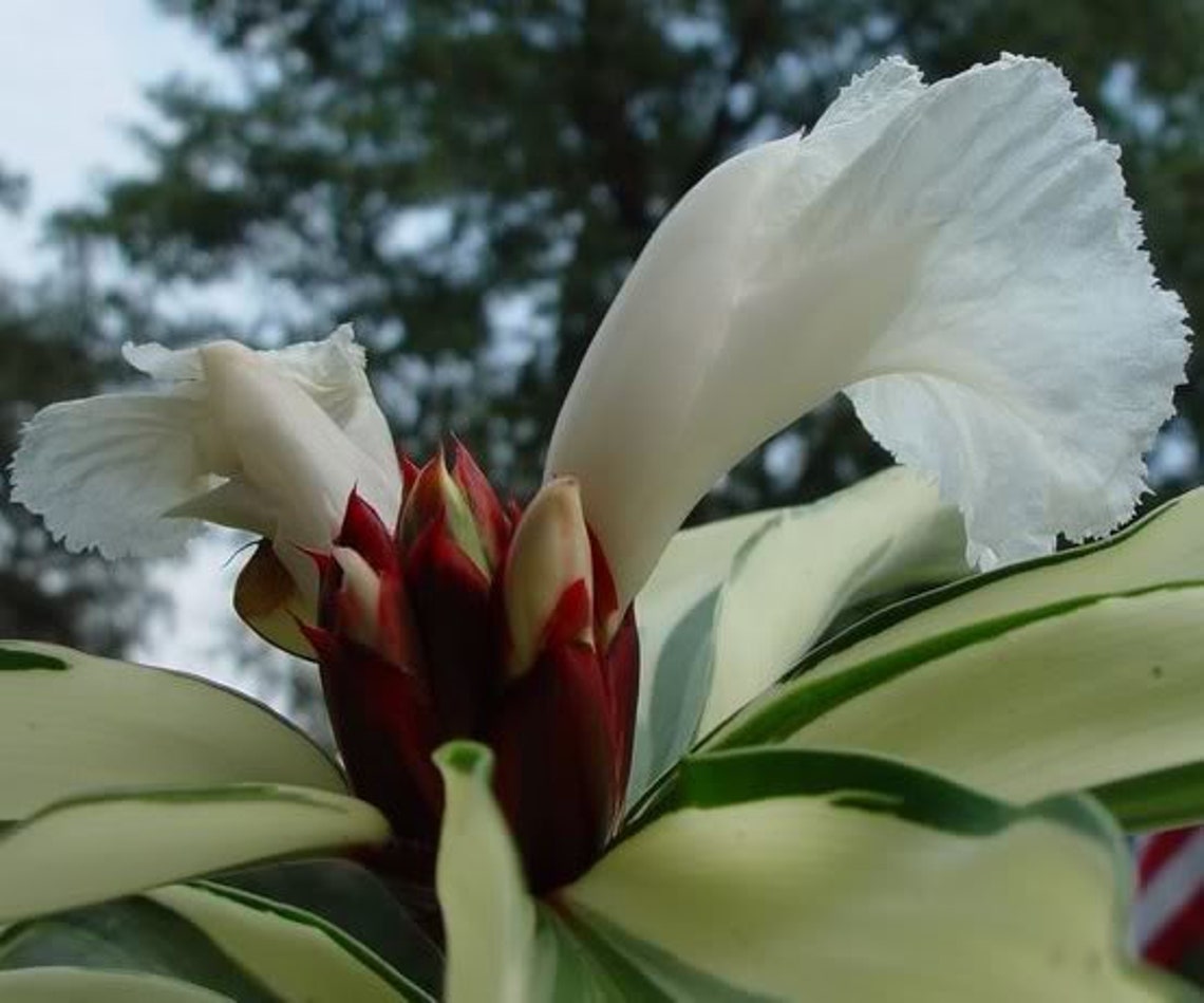 Variegated Spiral Ginger - Costus Speciosus 'variegatus' - Etsy