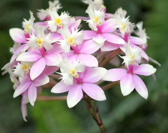 EPIDENDRUM 'WHITE' - Etsy