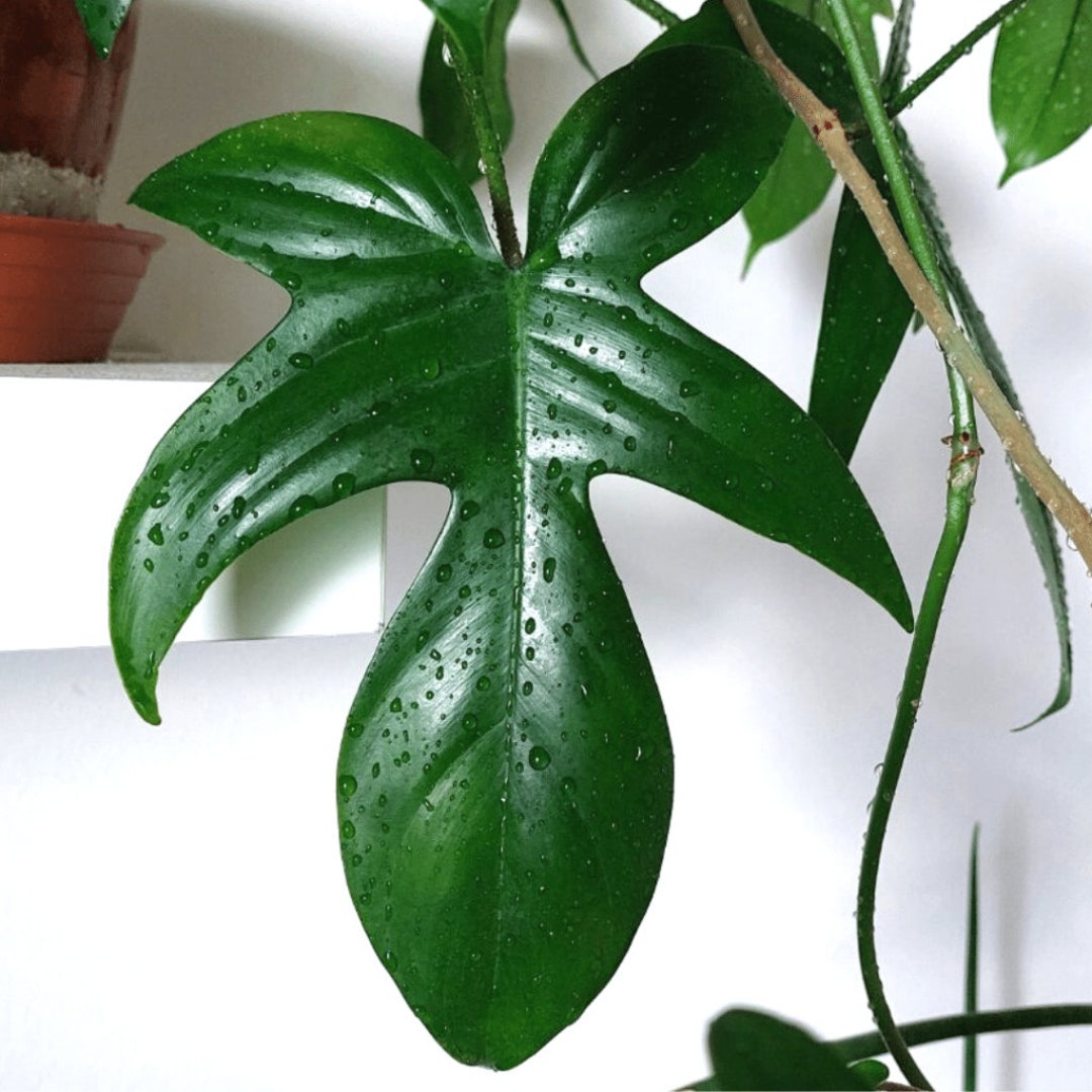 Philodendron Florida Green - Etsy