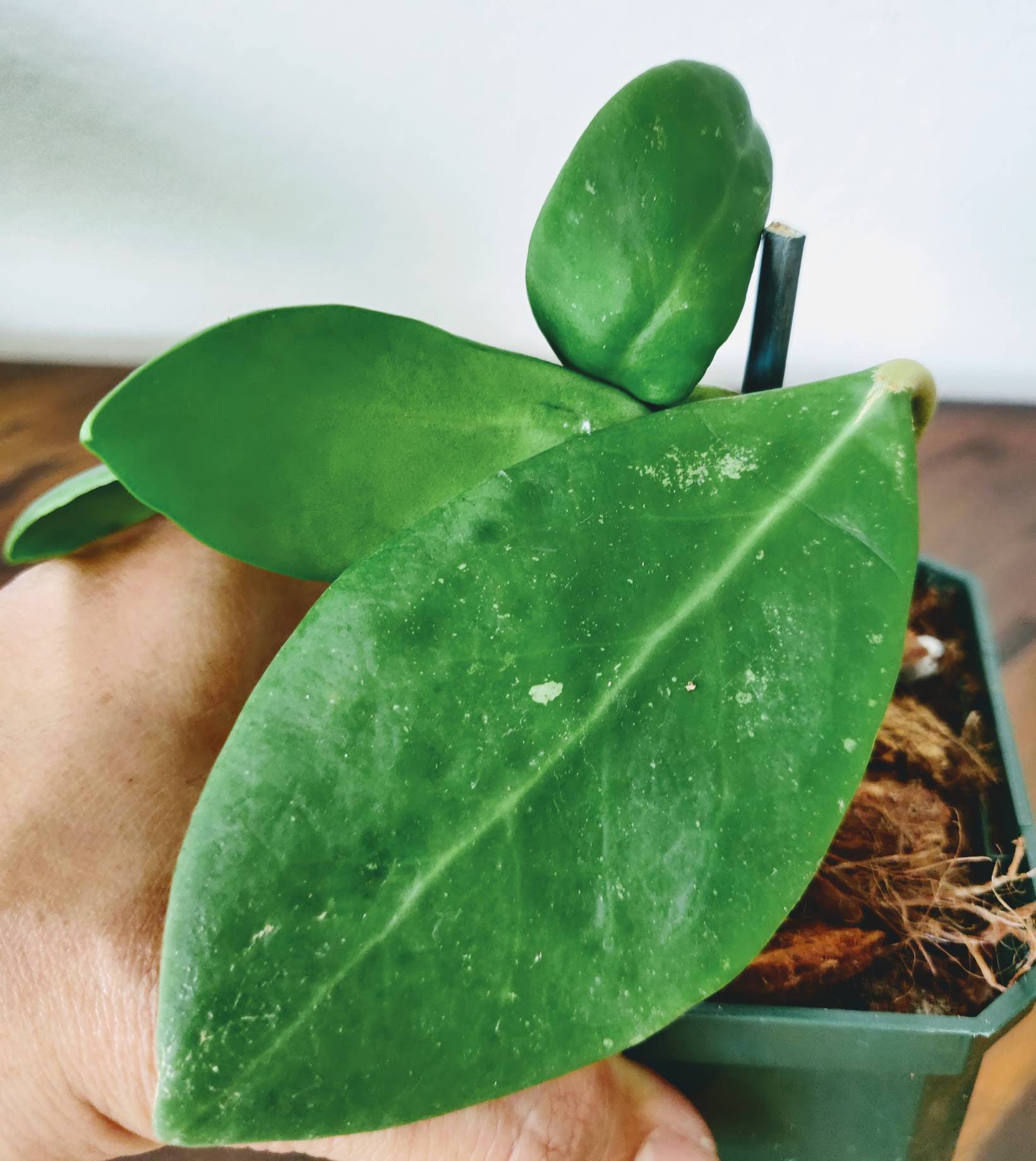 Rara Hoya Mindorensis - Etsy España