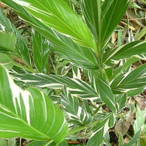 Variegated Ginger - Alpinia Sanderae A. Vittata - Live Rhizome - Etsy