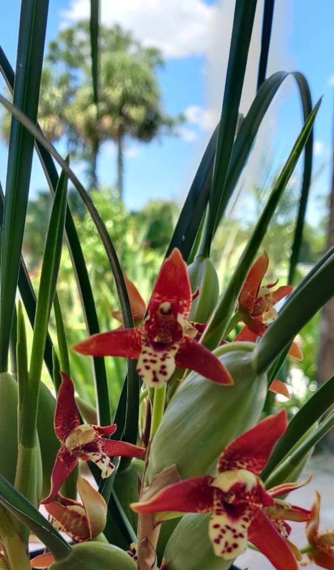Coconut Orchid (maxillaria Tenuifolia) - Etsy