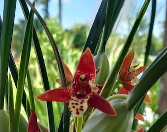 Coconut Orchid Maxillaria Tenuifolia Fragrant Plants Free - Etsy