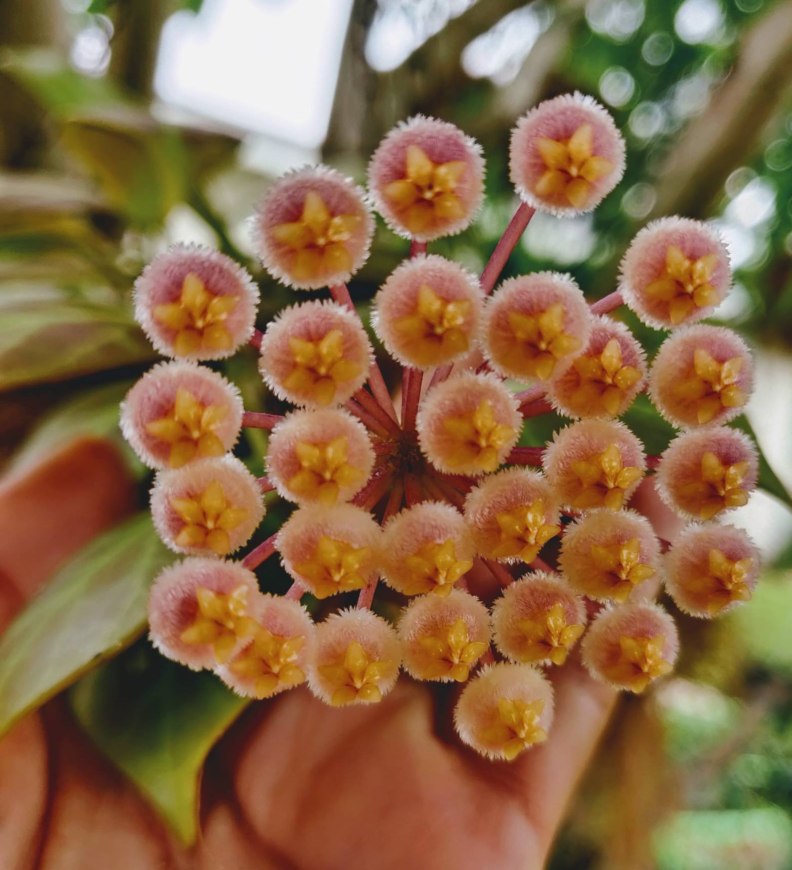 Exotic Hoya Obscura - Fragrance - Large Plant - Etsy