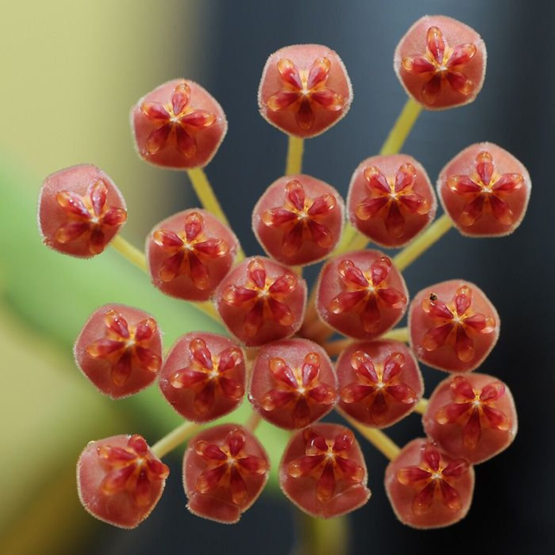 Hoya Bilobata Live Plant - Etsy