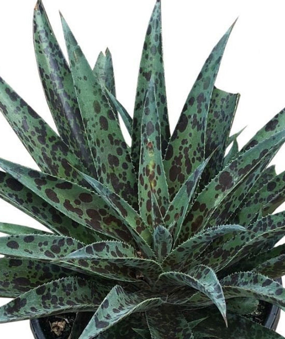 MANGAVE Manfreda X Agave Hybrid - Etsy