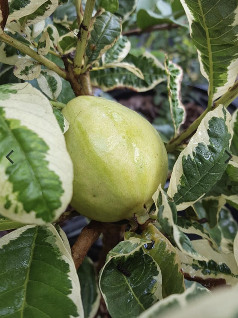Exotic Variegated Thai Guava Tree - Grafted Tree - 3-gallon Pot Size - Etsy