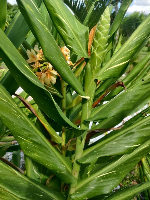 Variegated Ginger Is Edible