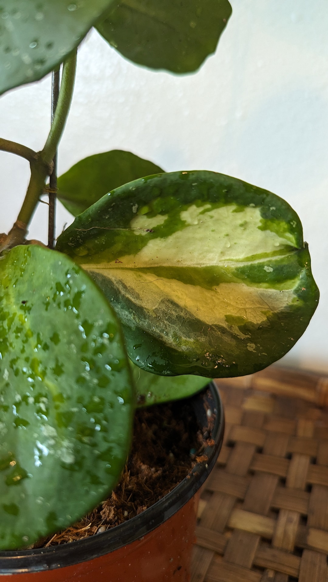 Variegated Hoya 'obovata Picta' - Etsy
