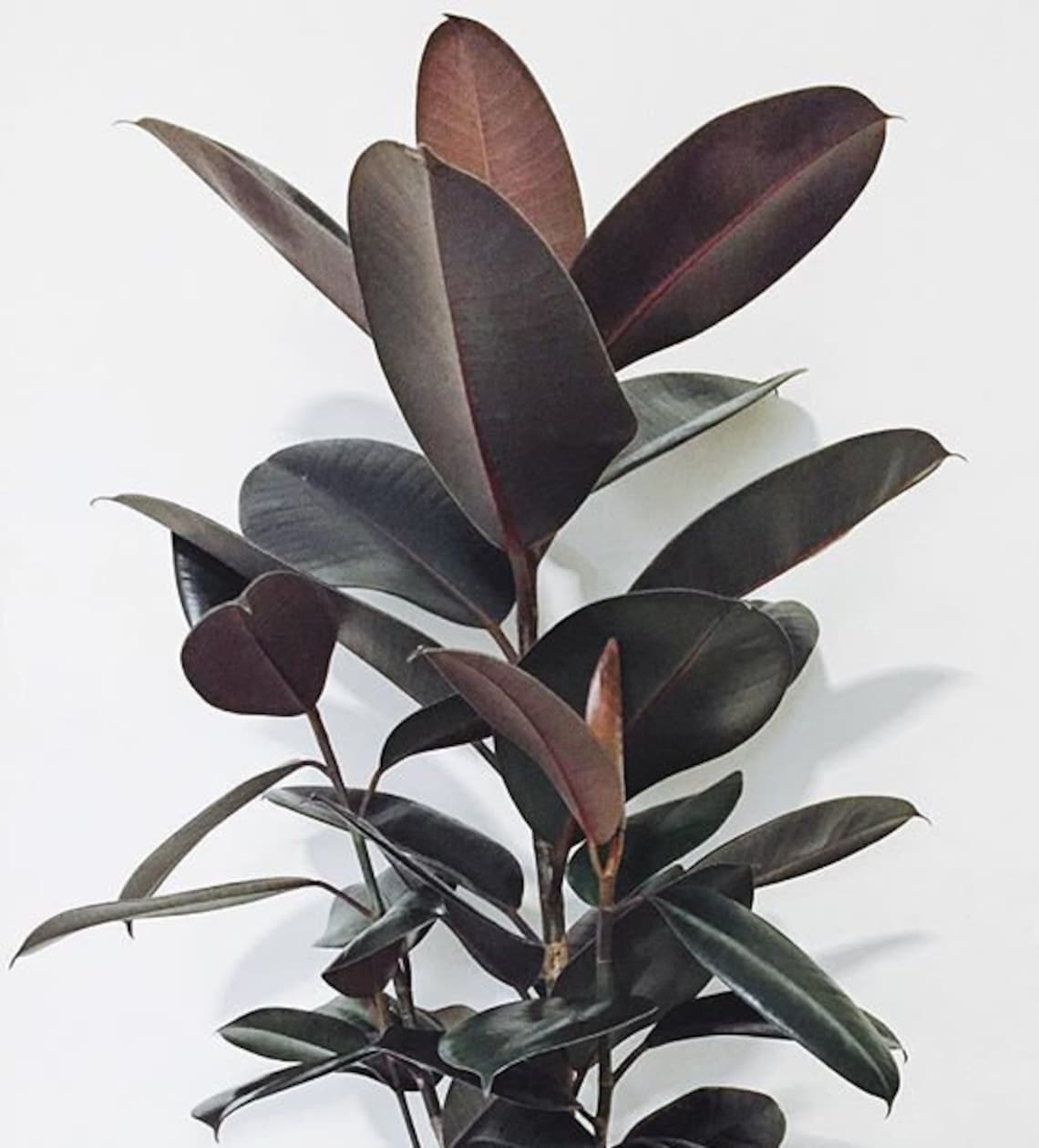 Rubber Plant - Ficus Elastica Burgundy - Etsy