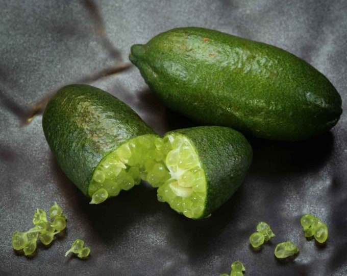 Rare Citrus Australasica - Finger Lime or Caviar Lime - Etsy