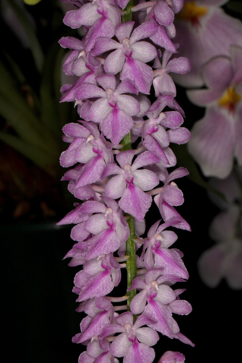 RARE Orchid - Aerides Rosea - Etsy