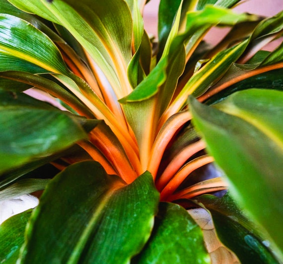 Chlorophytum green orange store